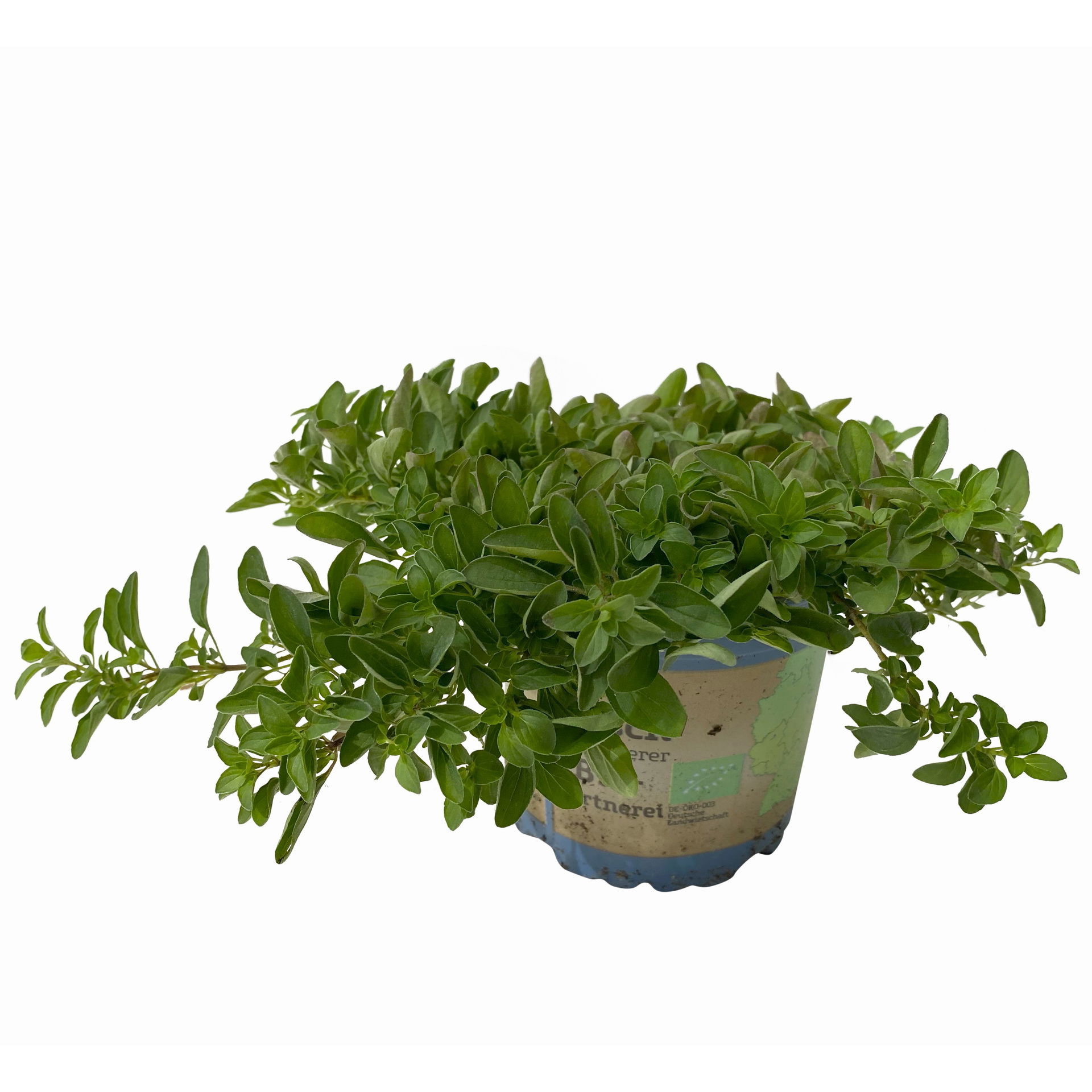 Bio Oregano 'Compactum', Topf-Ø 12 cm online kaufen | Pflanzen-Kölle