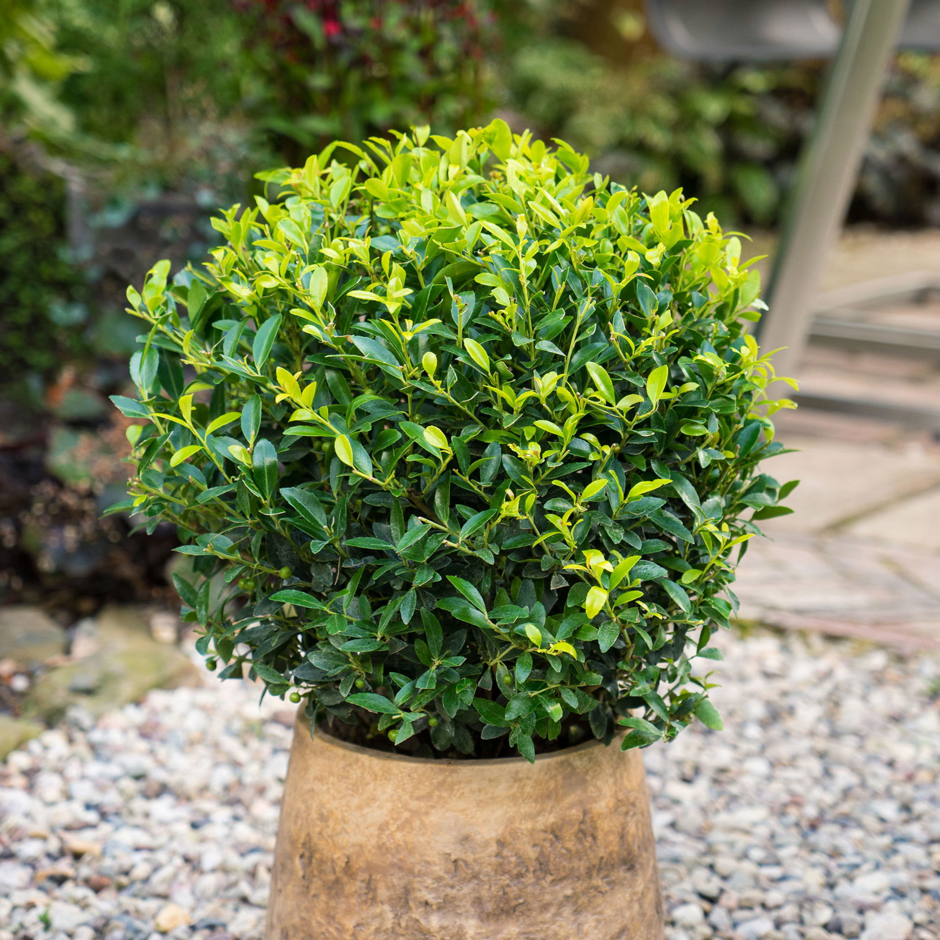 Ilex maximowicziana 'Impala®' Kugel online kaufen | Pflanzen-Kölle
