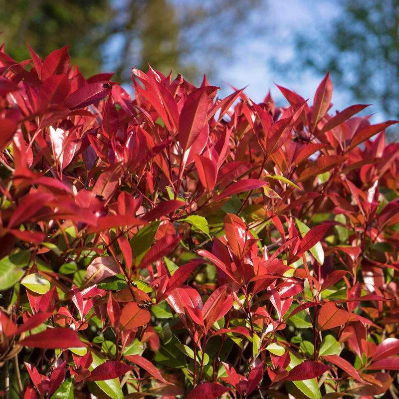 Elegantes Photinia Devils Dream Fotos